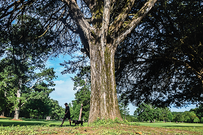 Tree Board updates aldermen | The Oxford Eagle