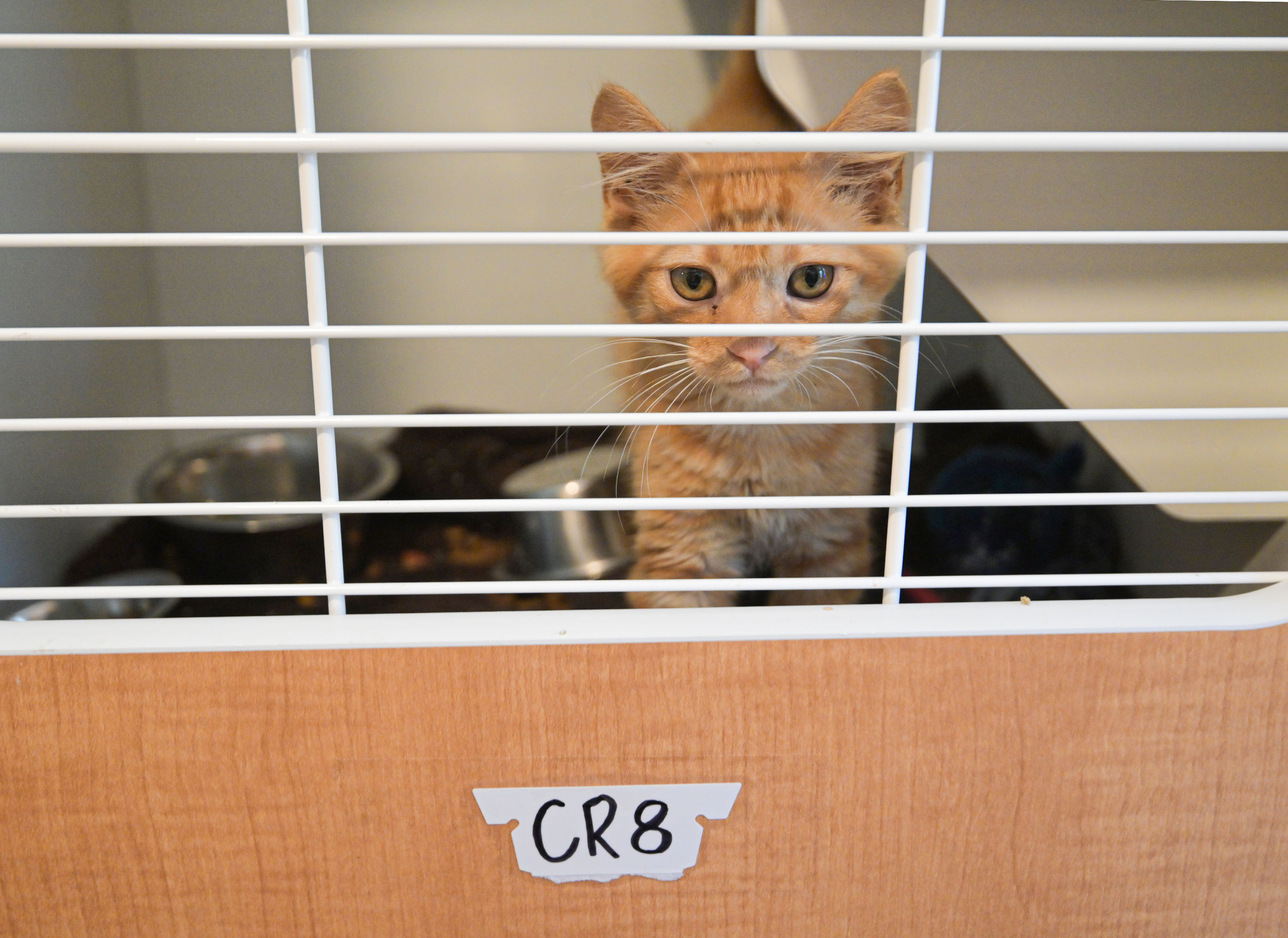 Lafayette County Animal Shelter to Close Saturday | The Oxford Eagle