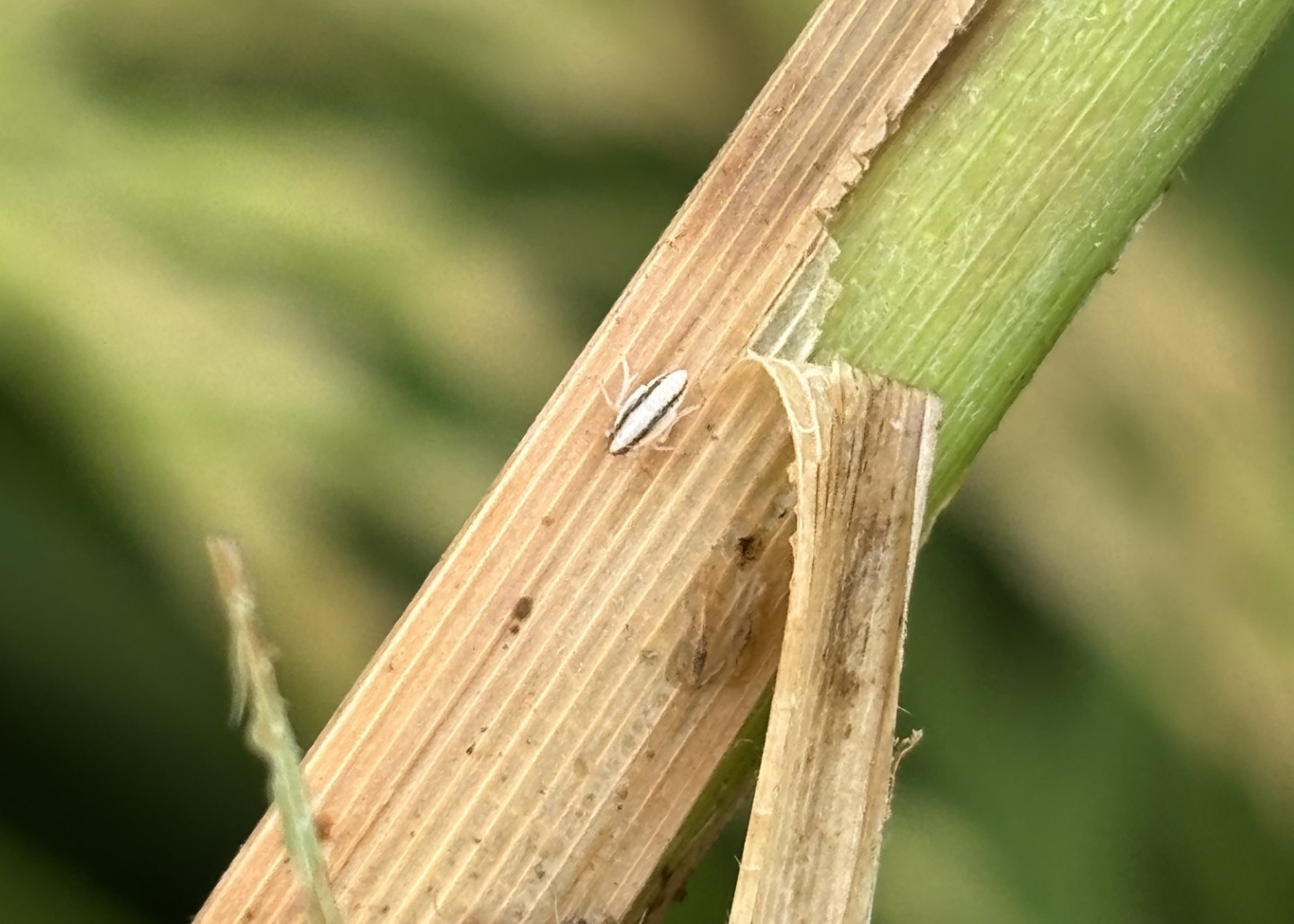 State rice crop struggled through tough crop year | The Oxford Eagle